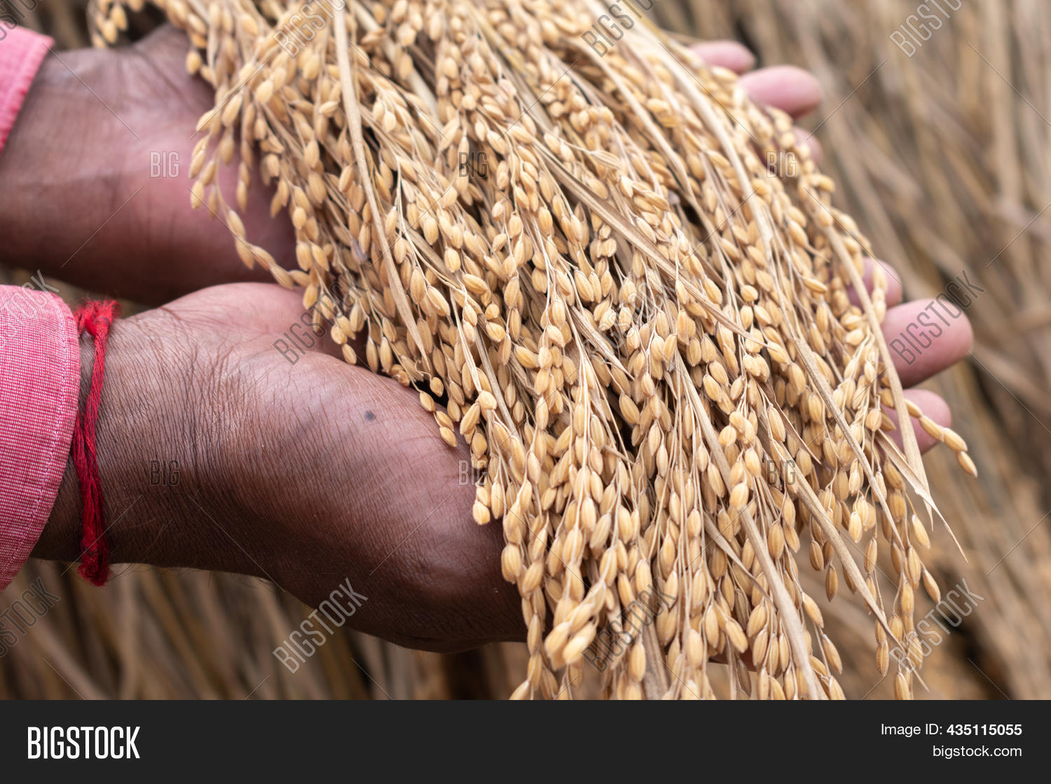 Paddy Farmer Image & Photo (Free Trial) | Bigstock