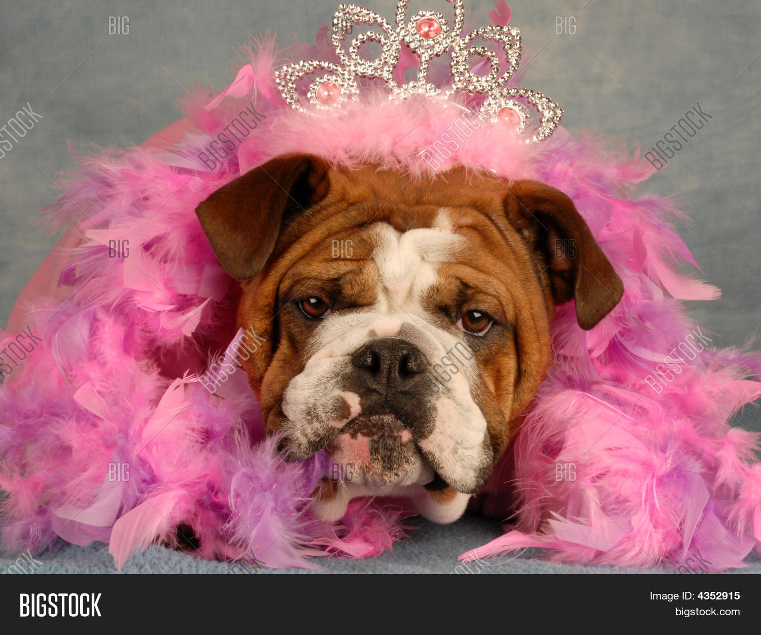Bulldog Princess Boa Image & Photo (Free Trial) | Bigstock