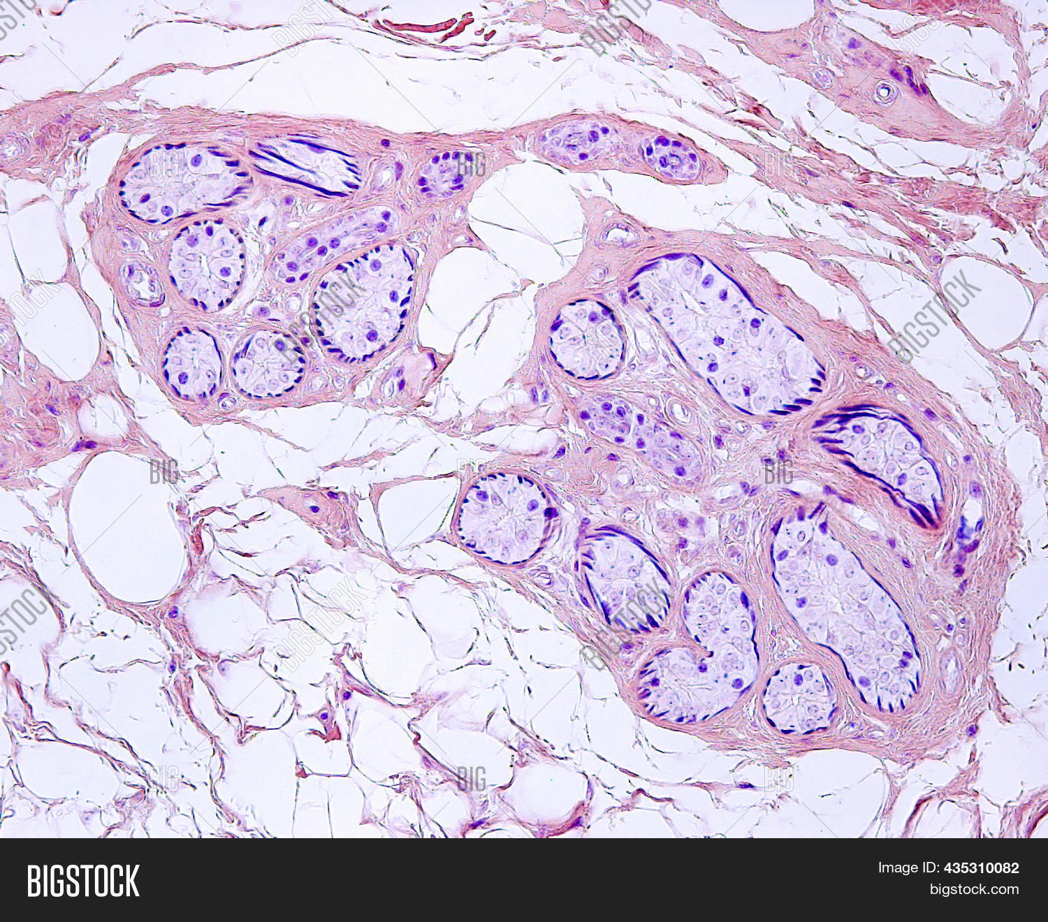 Secretory Unit Eccrine Image & Photo (Free Trial) | Bigstock