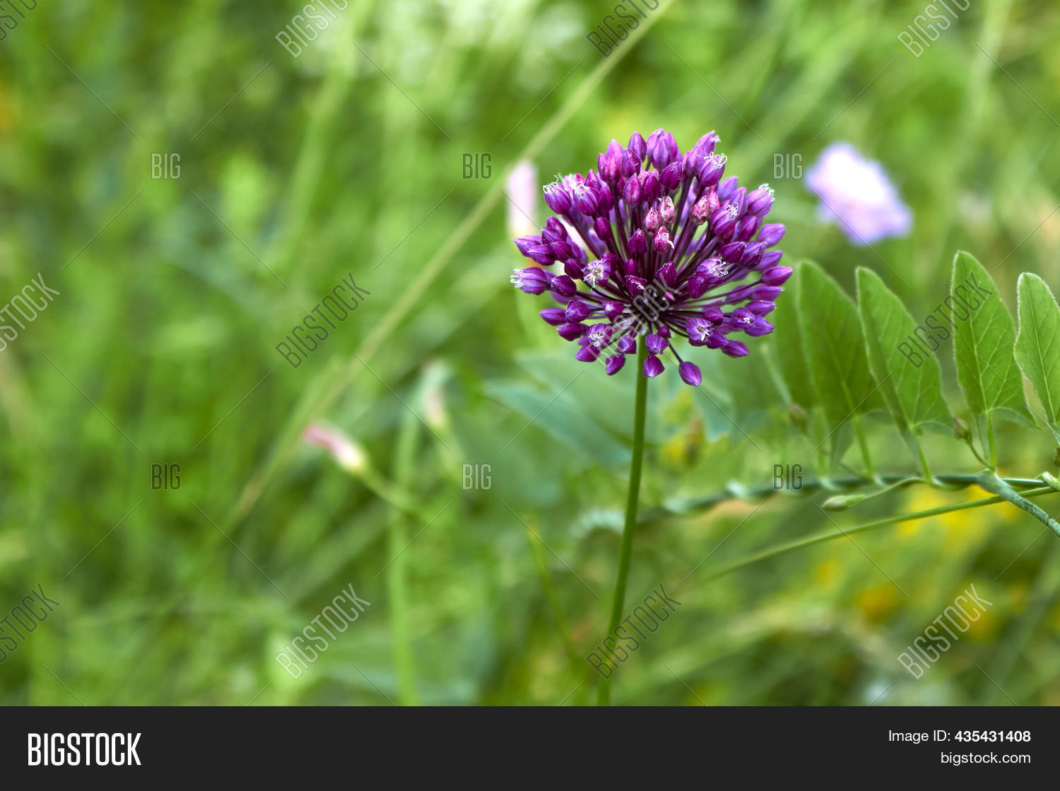 Wild Onion Flower. Image & Photo (Free Trial) | Bigstock