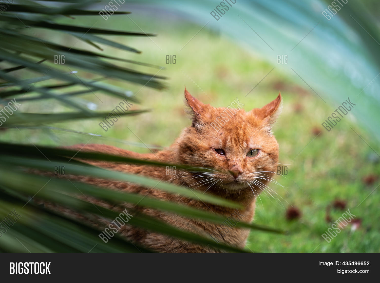 Wild Street Cat Scars Image & Photo (Free Trial) | Bigstock