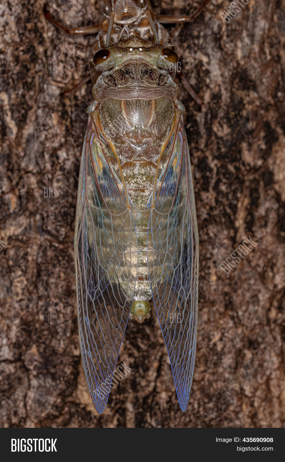 Adult Giant Cicada Image & Photo (Free Trial) | Bigstock