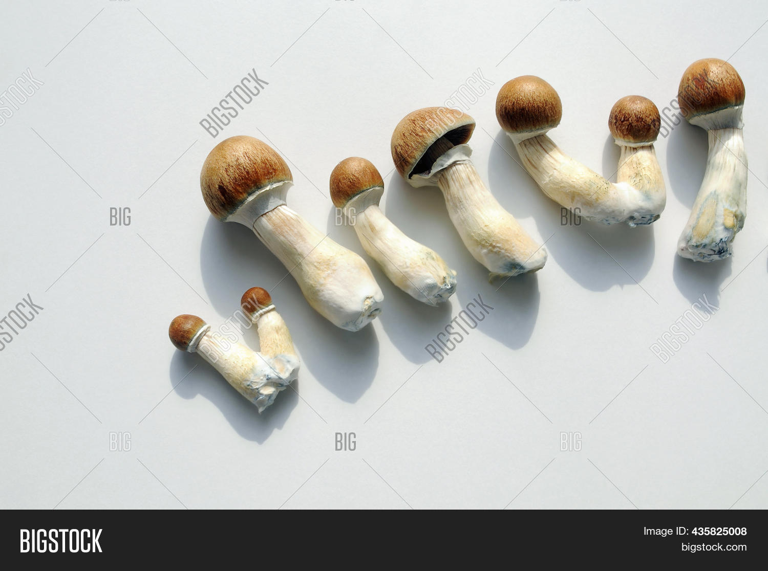 Psilocybe Cubensis Raw Image & Photo (Free Trial) | Bigstock