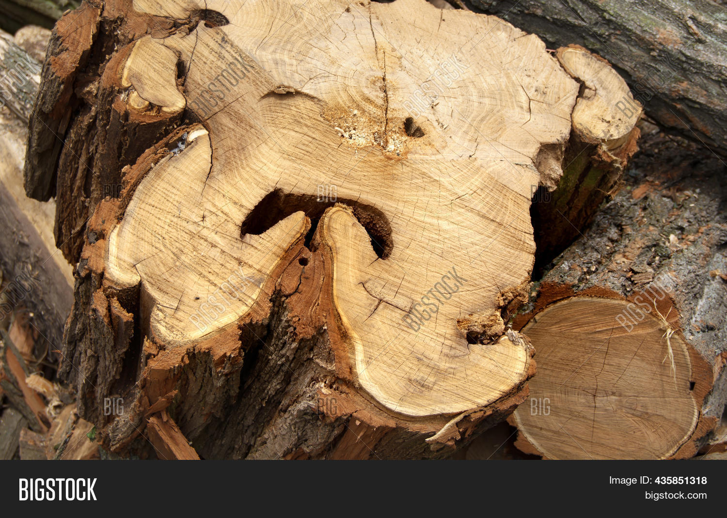 Sawed Down Acacia Tree Image & Photo (Free Trial) | Bigstock
