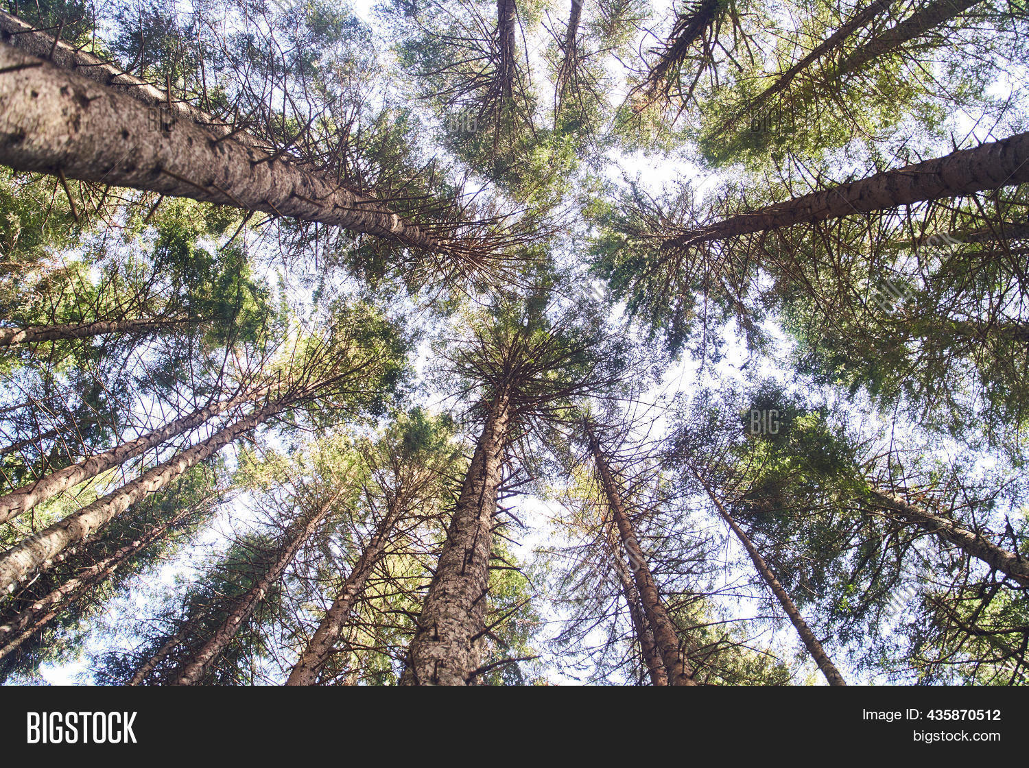 Looking Pine Trees Image & Photo (Free Trial) | Bigstock