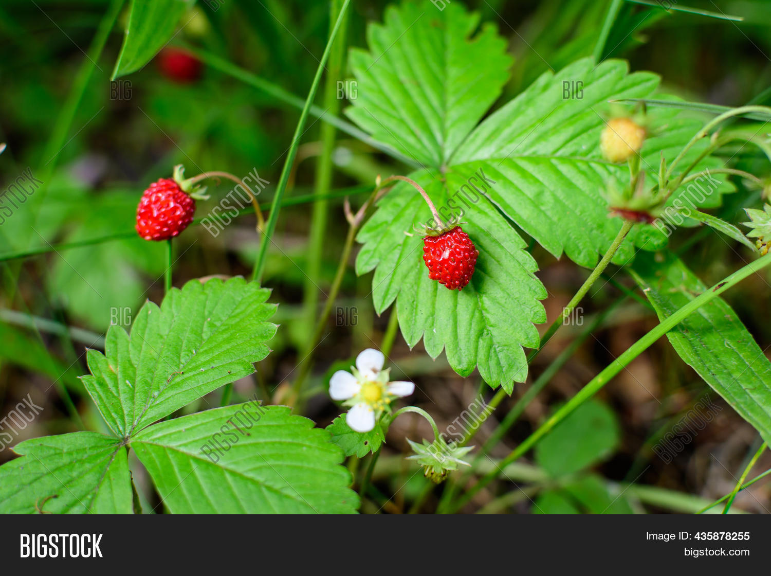 Small Wild Red Image & Photo (Free Trial) | Bigstock
