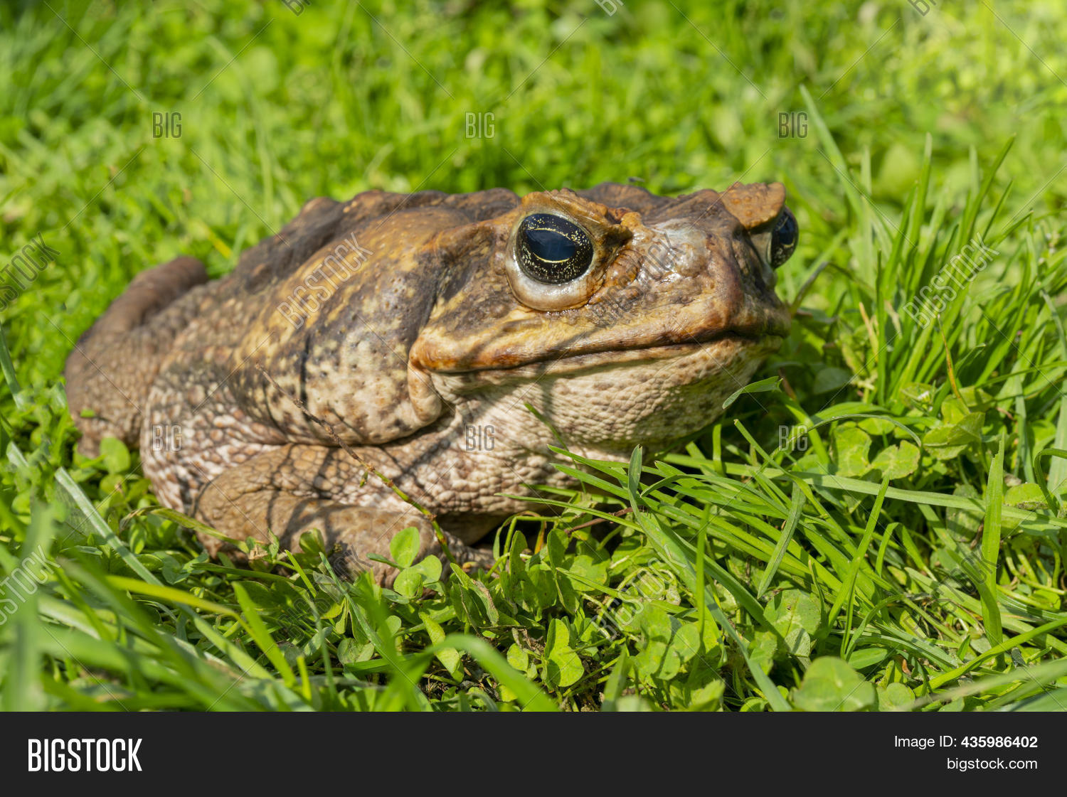 Cane Toad, - Giant Image & Photo (Free Trial) | Bigstock
