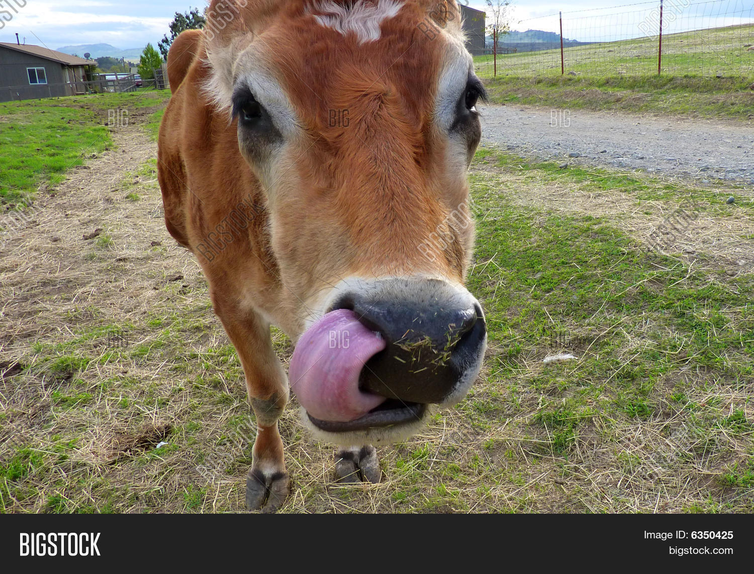 Cow Picking Nose Image & Photo (Free Trial) | Bigstock