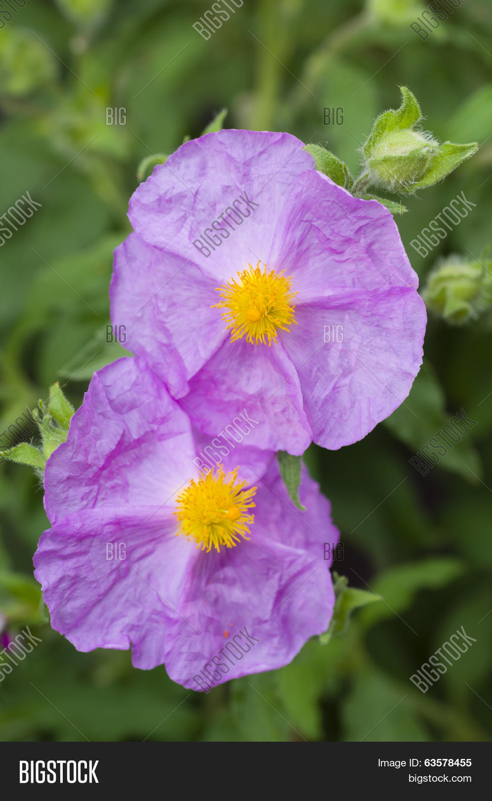 Rockrose Flowers Image & Photo (Free Trial) | Bigstock