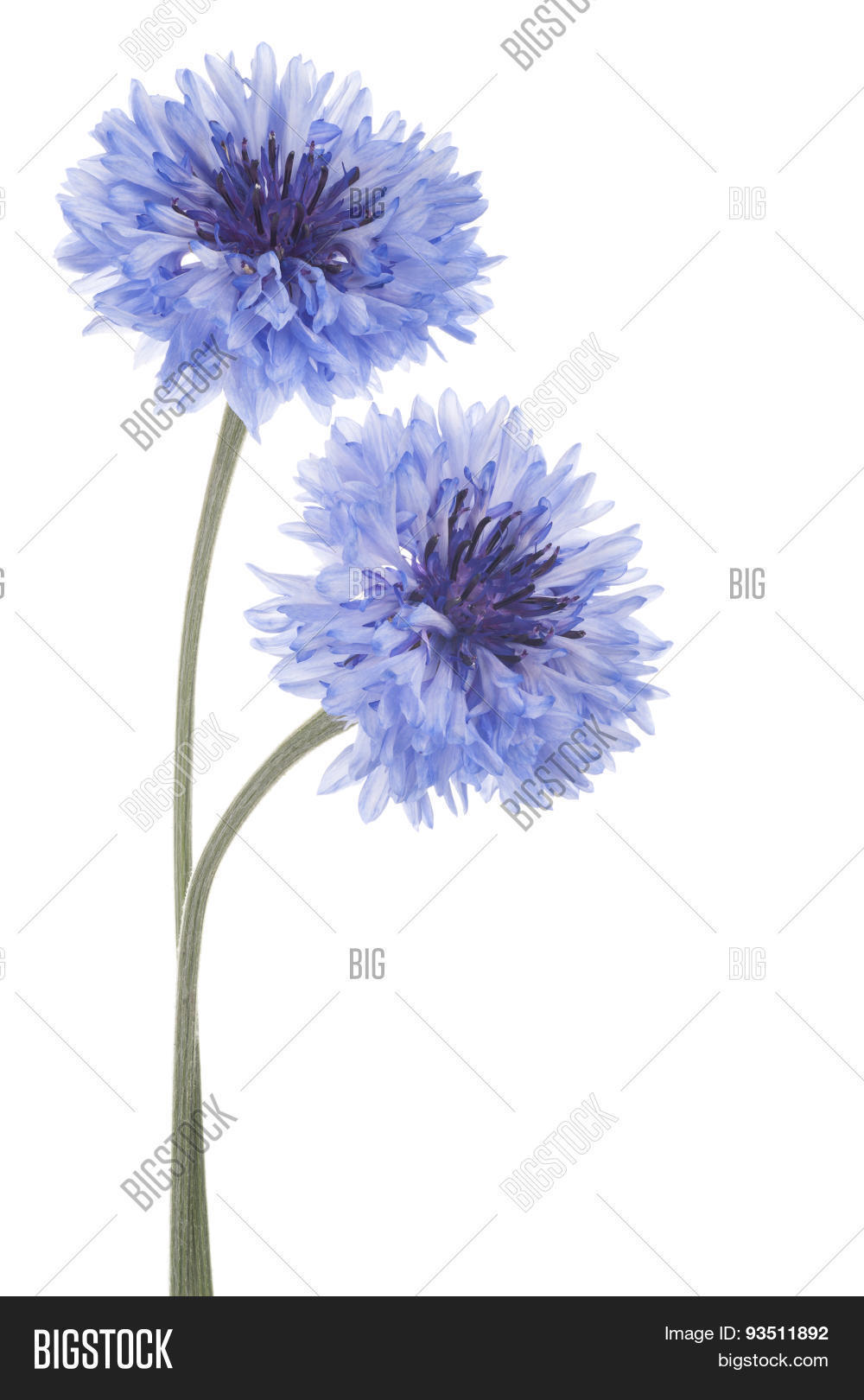 Germanys National Flower