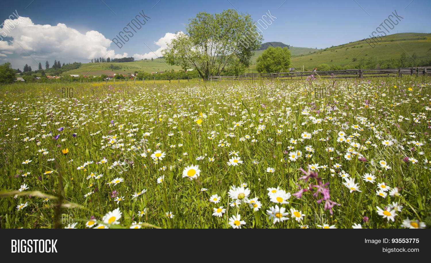 Summer Meadow Full Image & Photo (Free Trial) | Bigstock