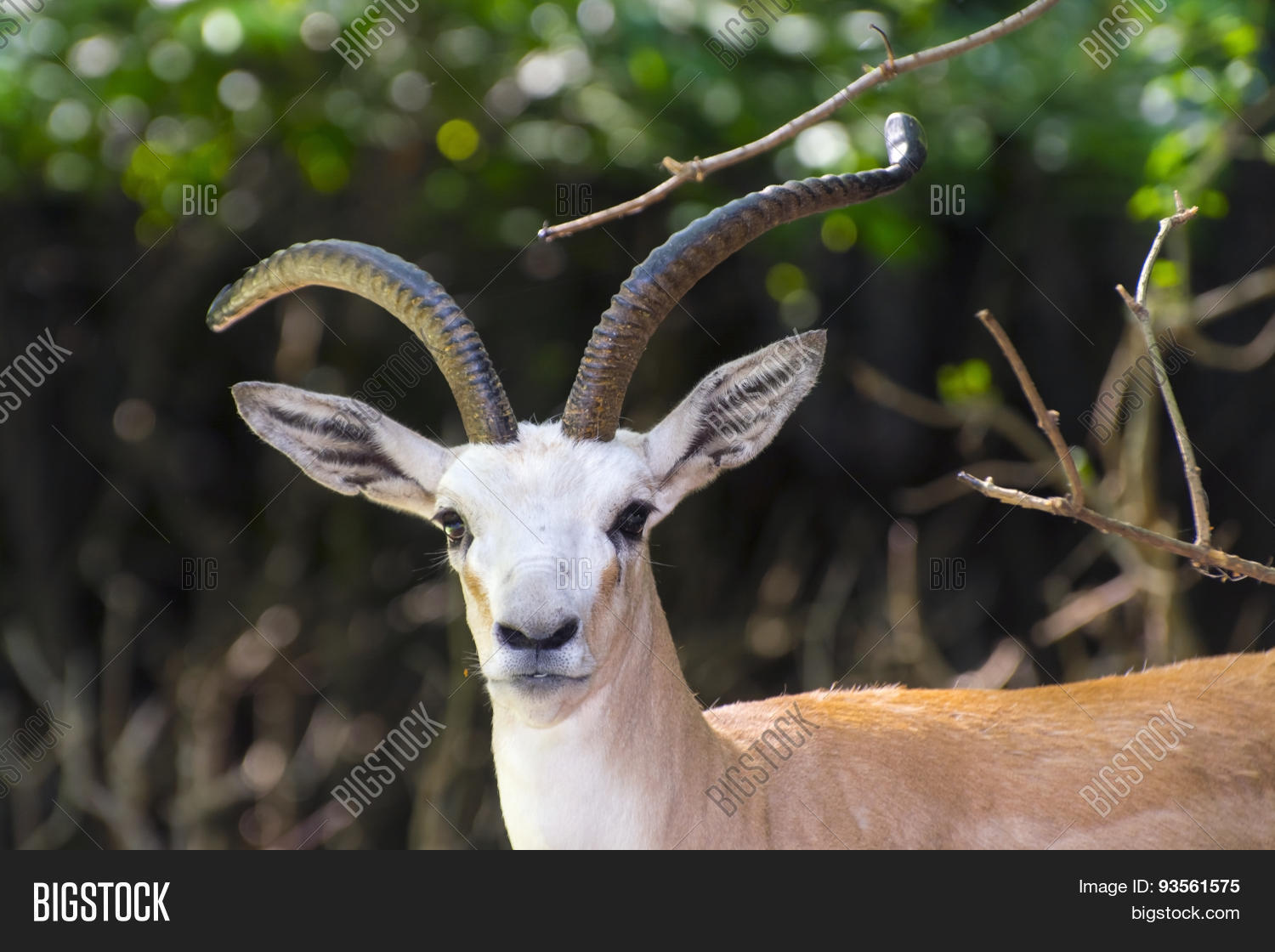 Goitered Gazelle ( Image & Photo (Free Trial) | Bigstock