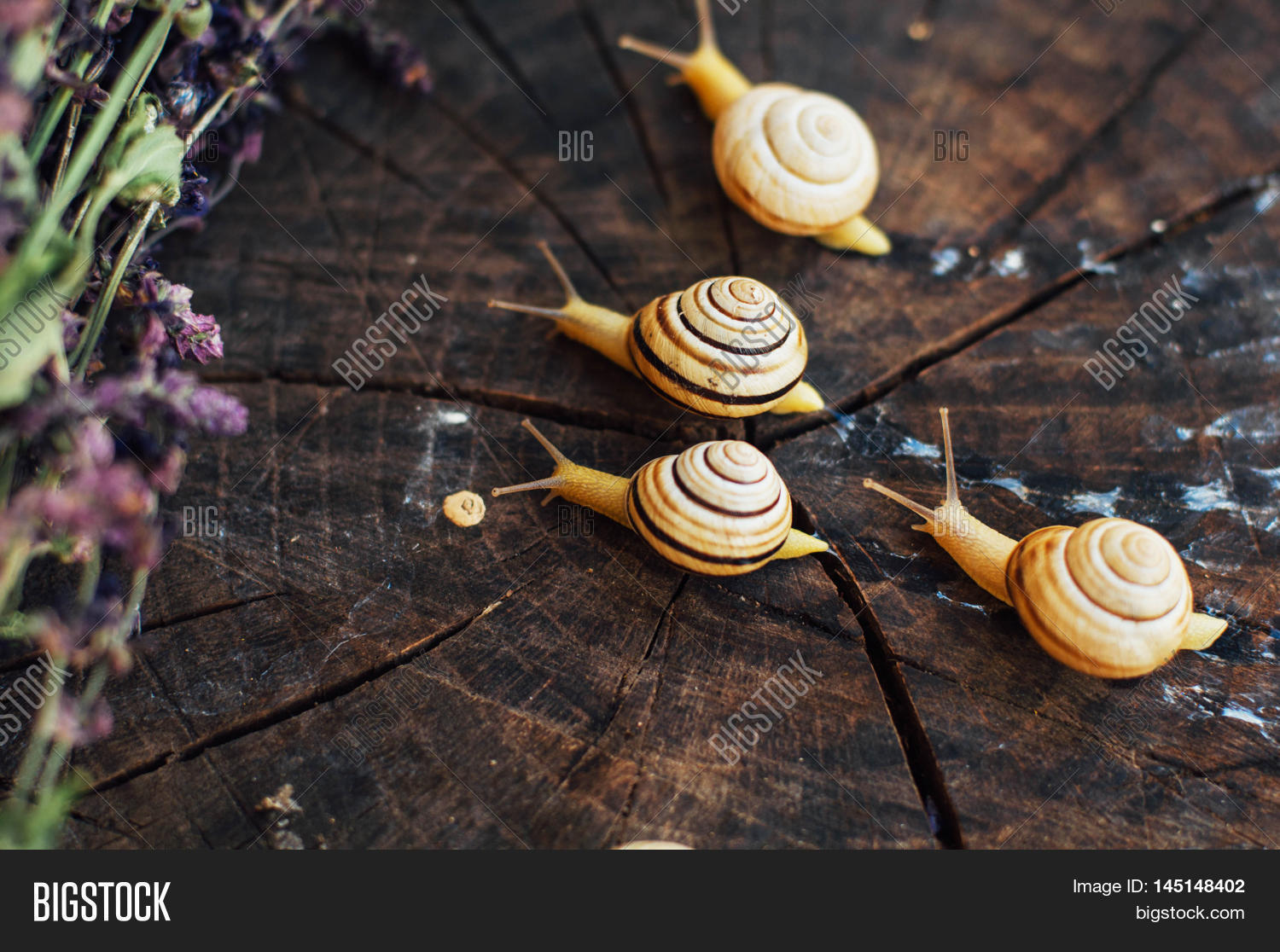 Yellow Snails Walking Image & Photo (Free Trial) | Bigstock