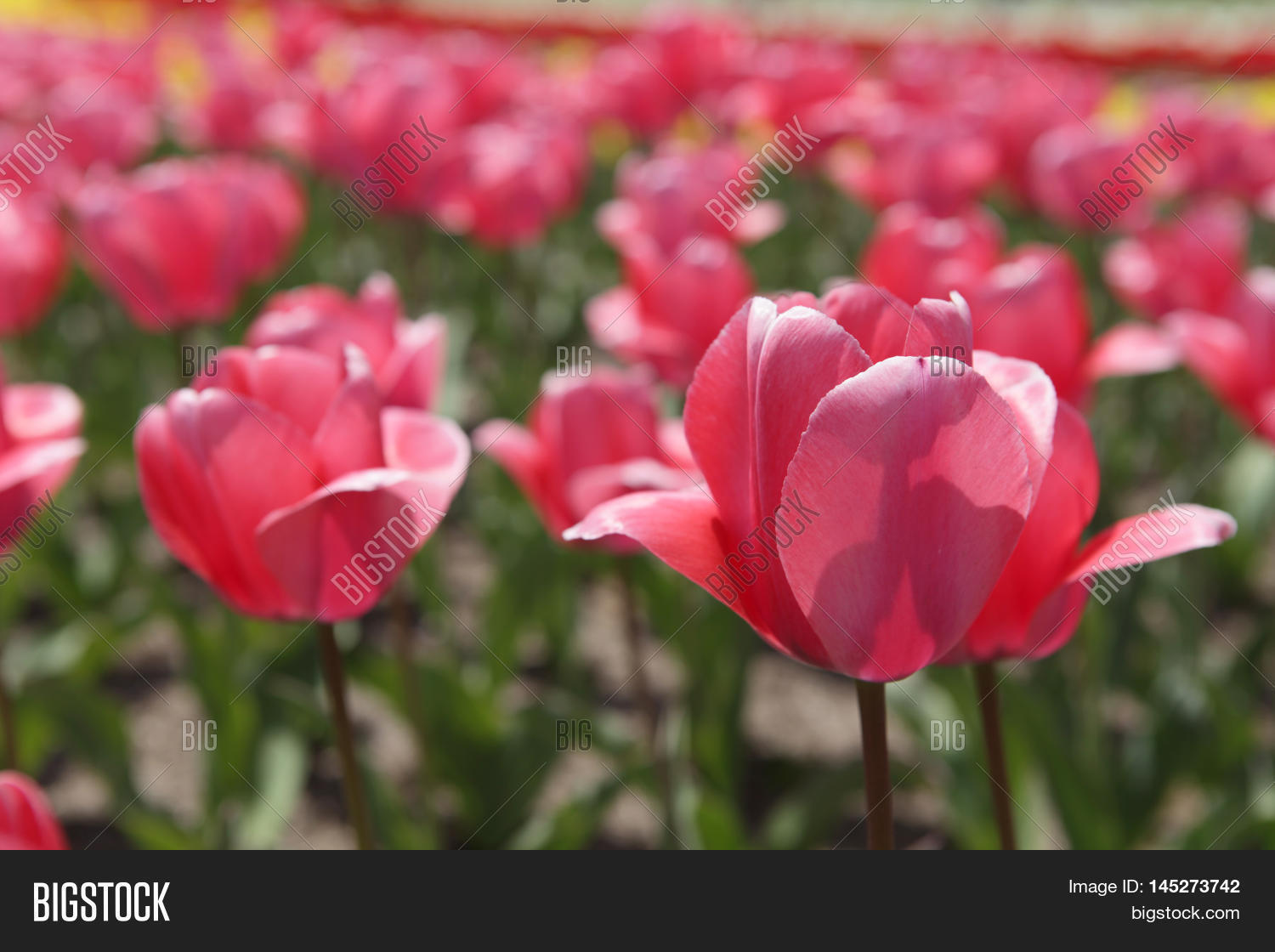 Beautiful Tulips Image & Photo (Free Trial) | Bigstock