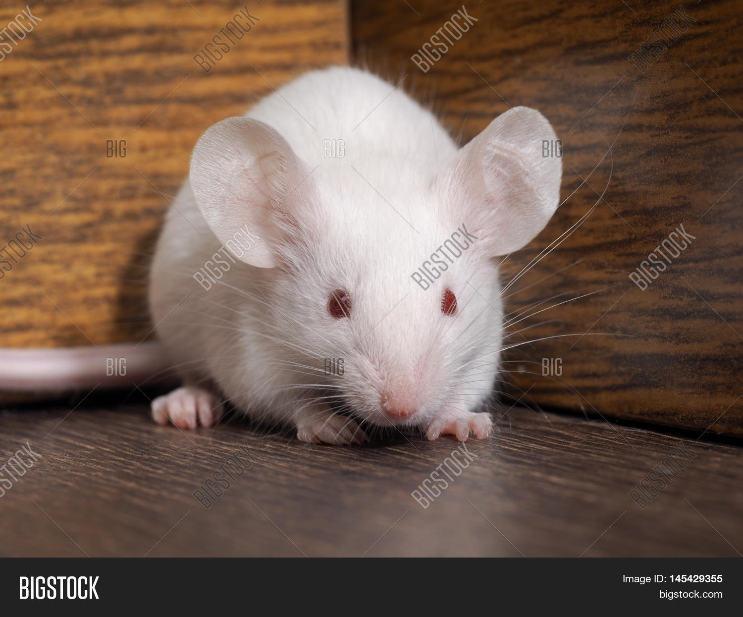 Mouse Sits Empty Closet. Rodent Image & Photo | Bigstock