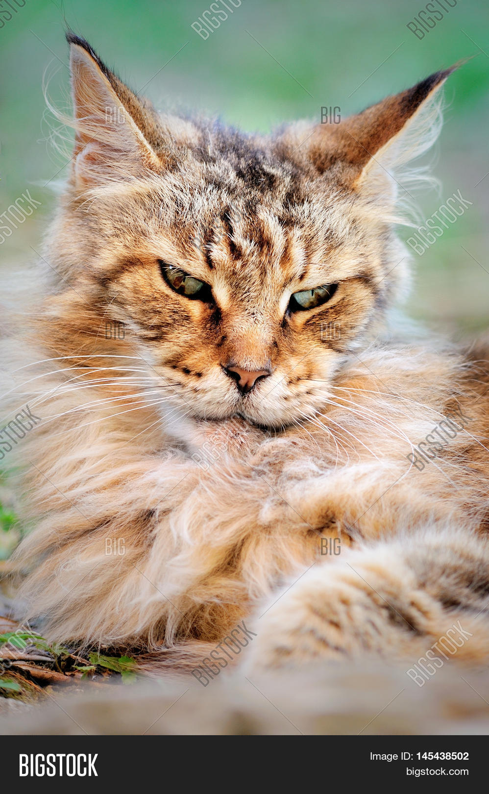 Evil Scowl Look Old Image & Photo (Free Trial) | Bigstock