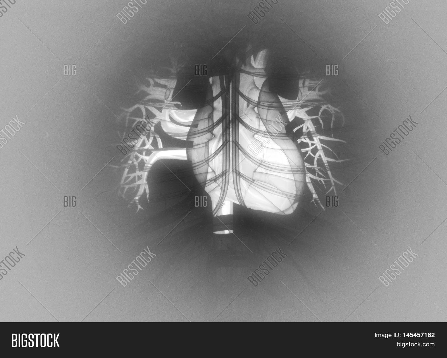 Human Heart. Rib Cage Image & Photo (Free Trial) | Bigstock