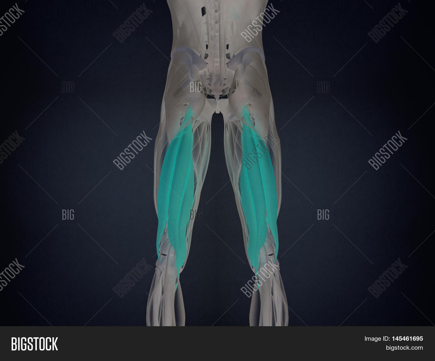 Hamstring Muscle Group Image & Photo (Free Trial) | Bigstock