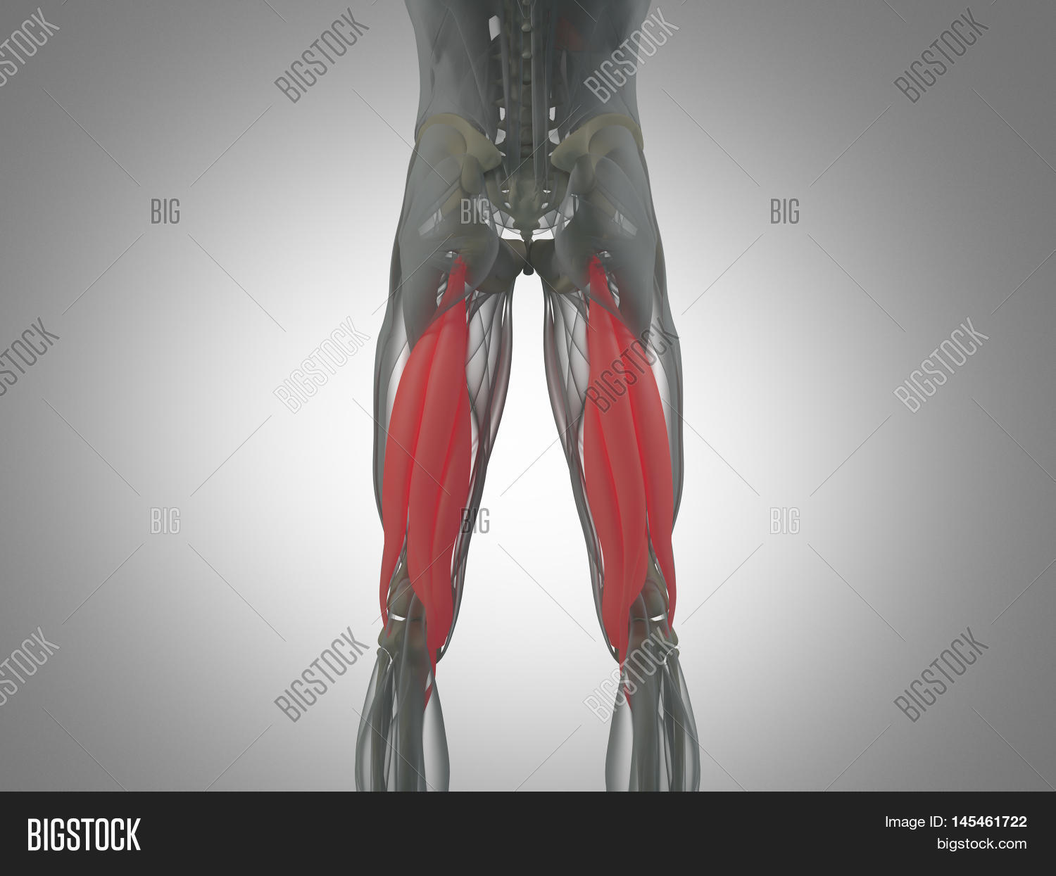 Hamstring Muscle Group Image & Photo (Free Trial) | Bigstock