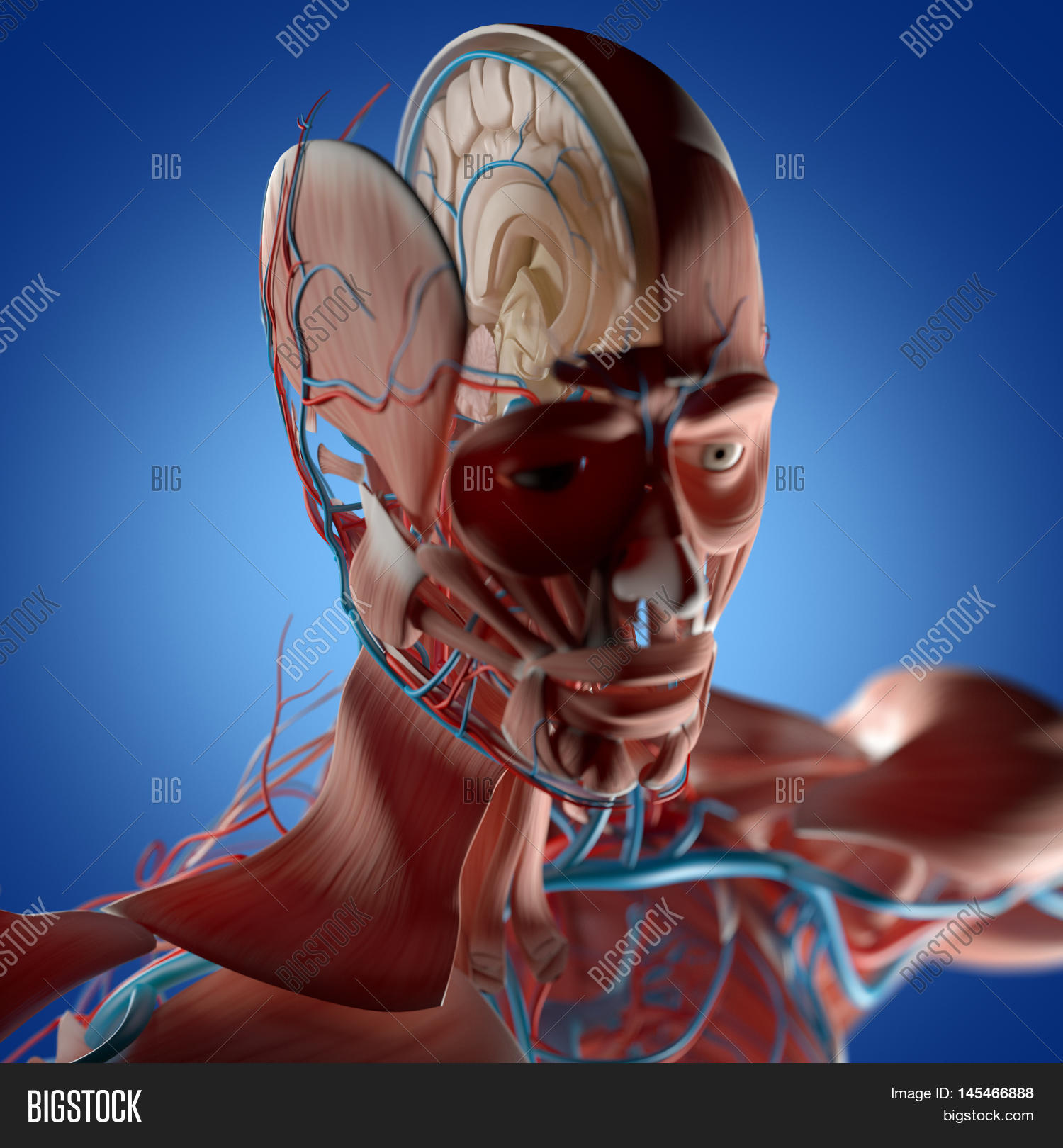 Human Anatomy, Inside Image & Photo (Free Trial) | Bigstock