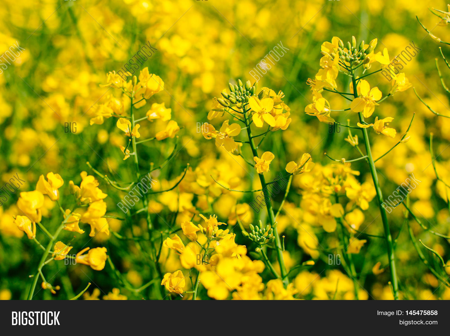 Rape Flower Close Image & Photo (Free Trial) | Bigstock