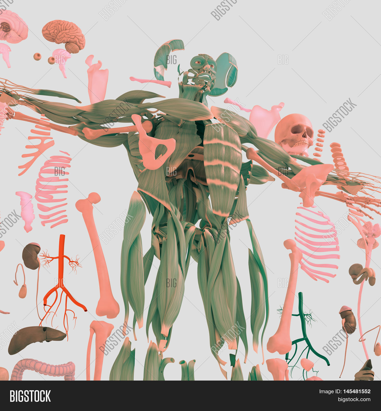 Human Anatomy Exploded Image & Photo (Free Trial) | Bigstock