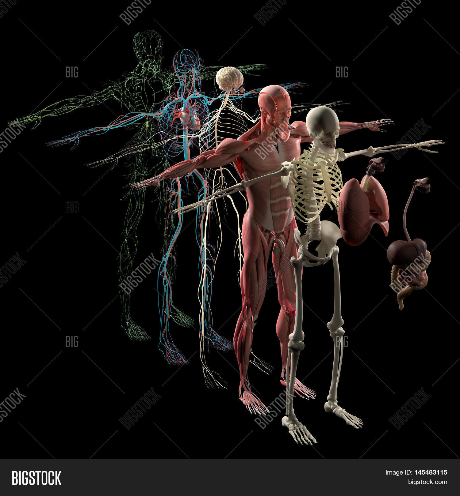Human Anatomy Exploded Image & Photo (Free Trial) | Bigstock