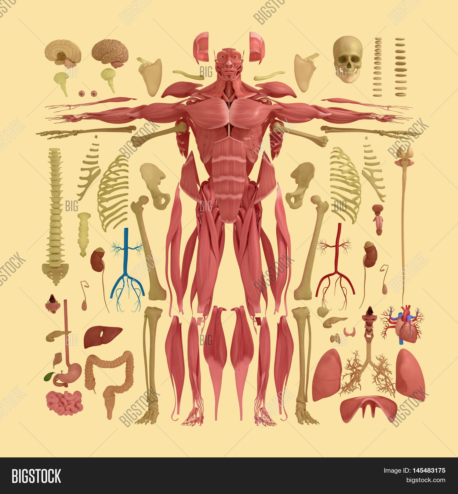 Human Anatomy Flat Lay Image & Photo (Free Trial) | Bigstock