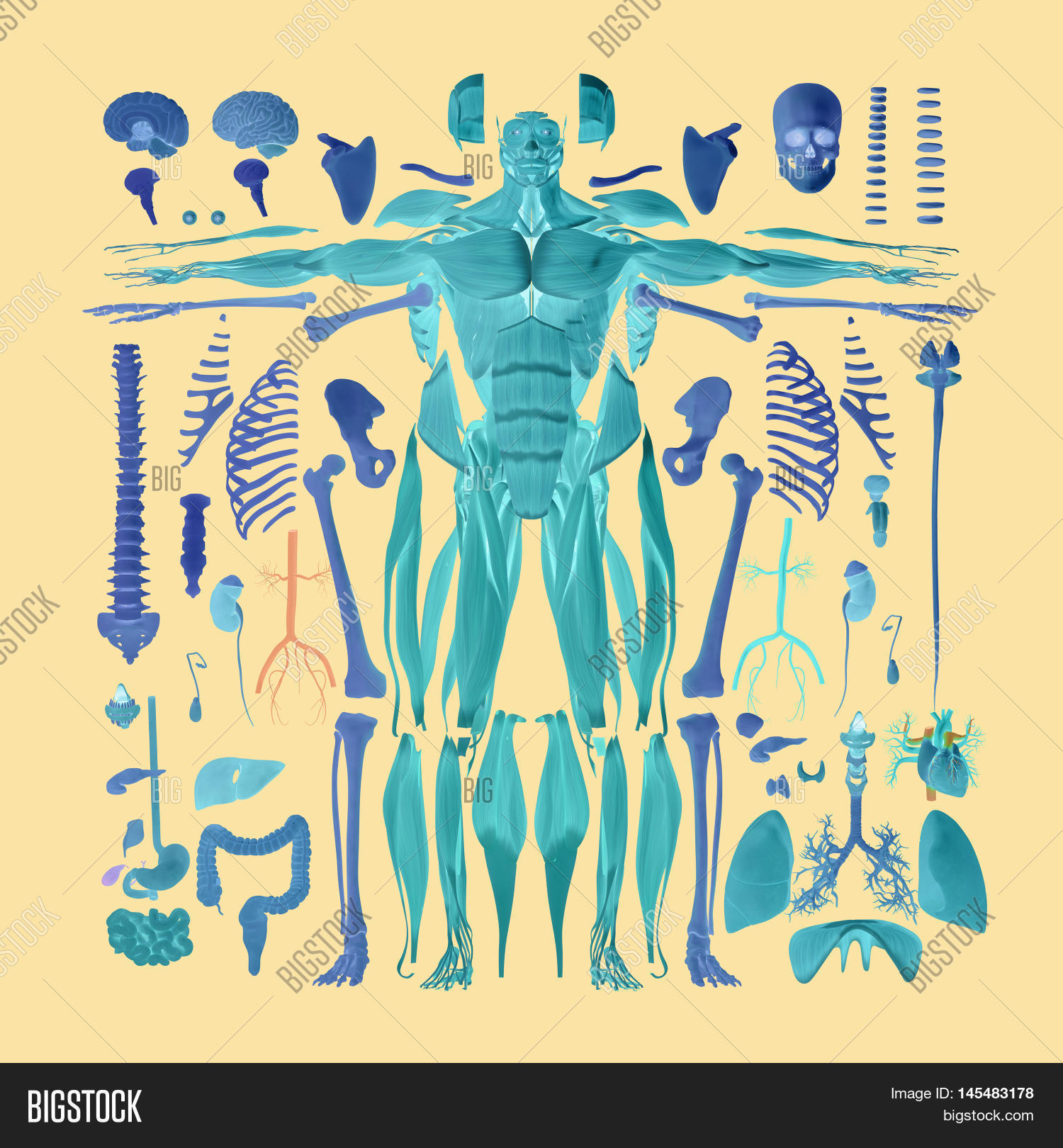 Human Anatomy Flat Lay Image & Photo (Free Trial) | Bigstock