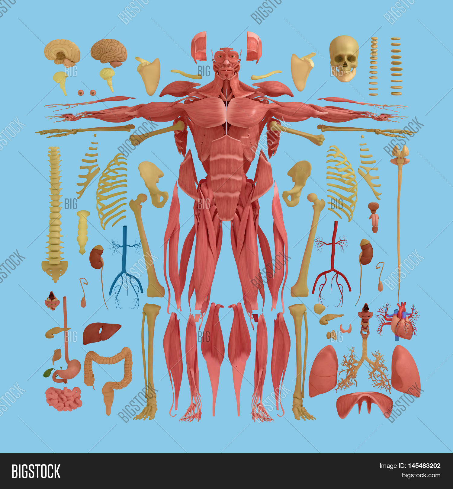 Human Anatomy Flat Lay Image & Photo (Free Trial) | Bigstock