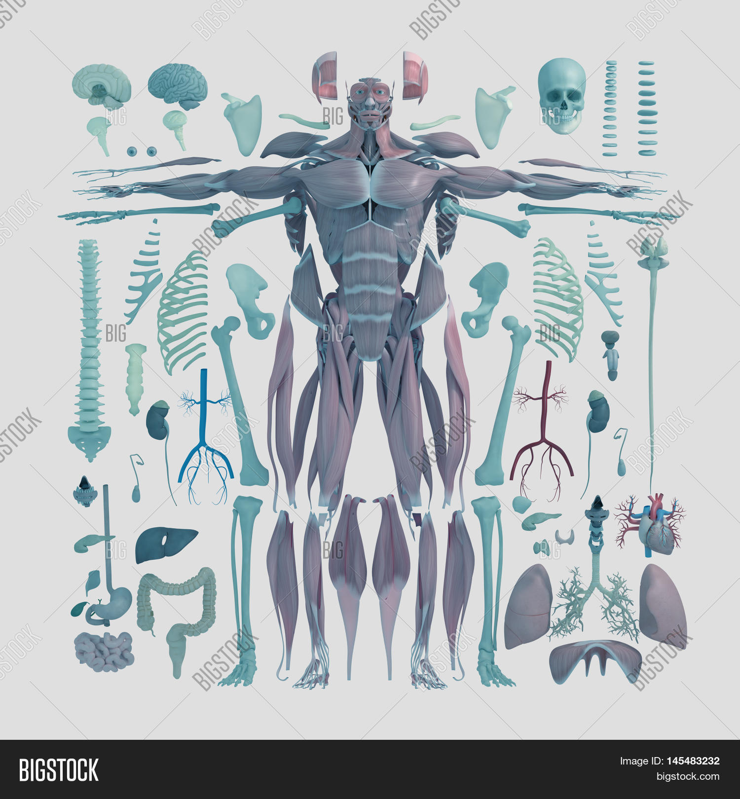 Human Anatomy Flat Lay Image & Photo (Free Trial) | Bigstock