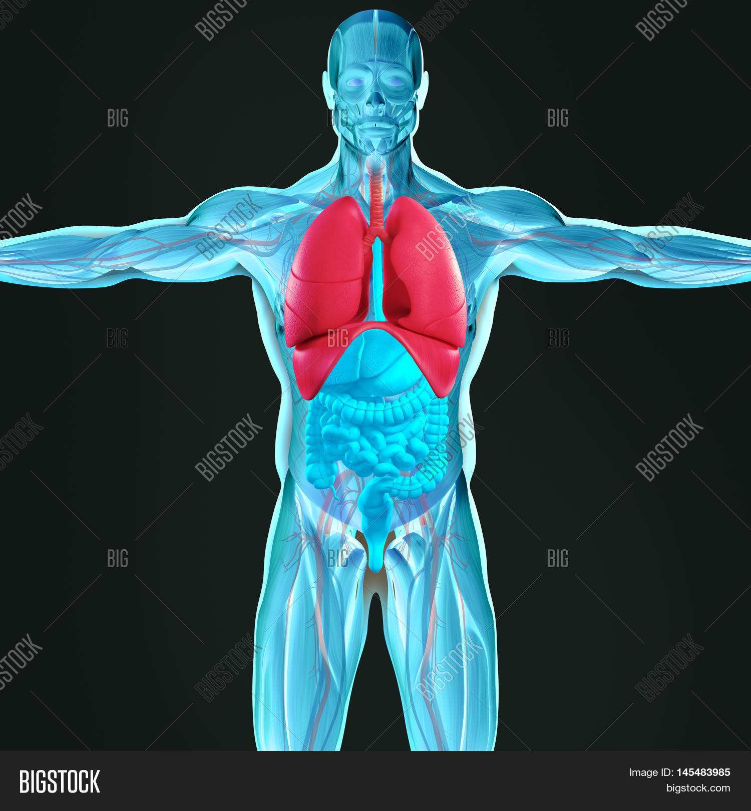 Human Anatomy Lungs. Image & Photo (Free Trial) | Bigstock