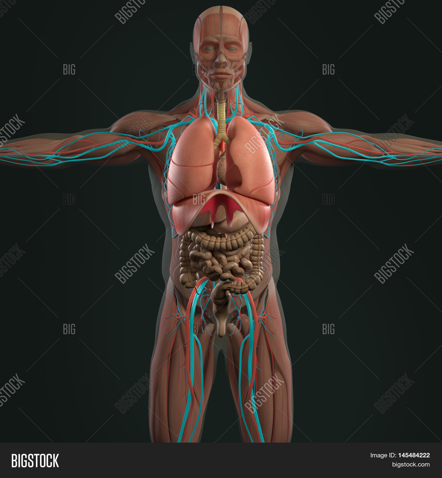 Human Anatomy Male Image & Photo (Free Trial) | Bigstock