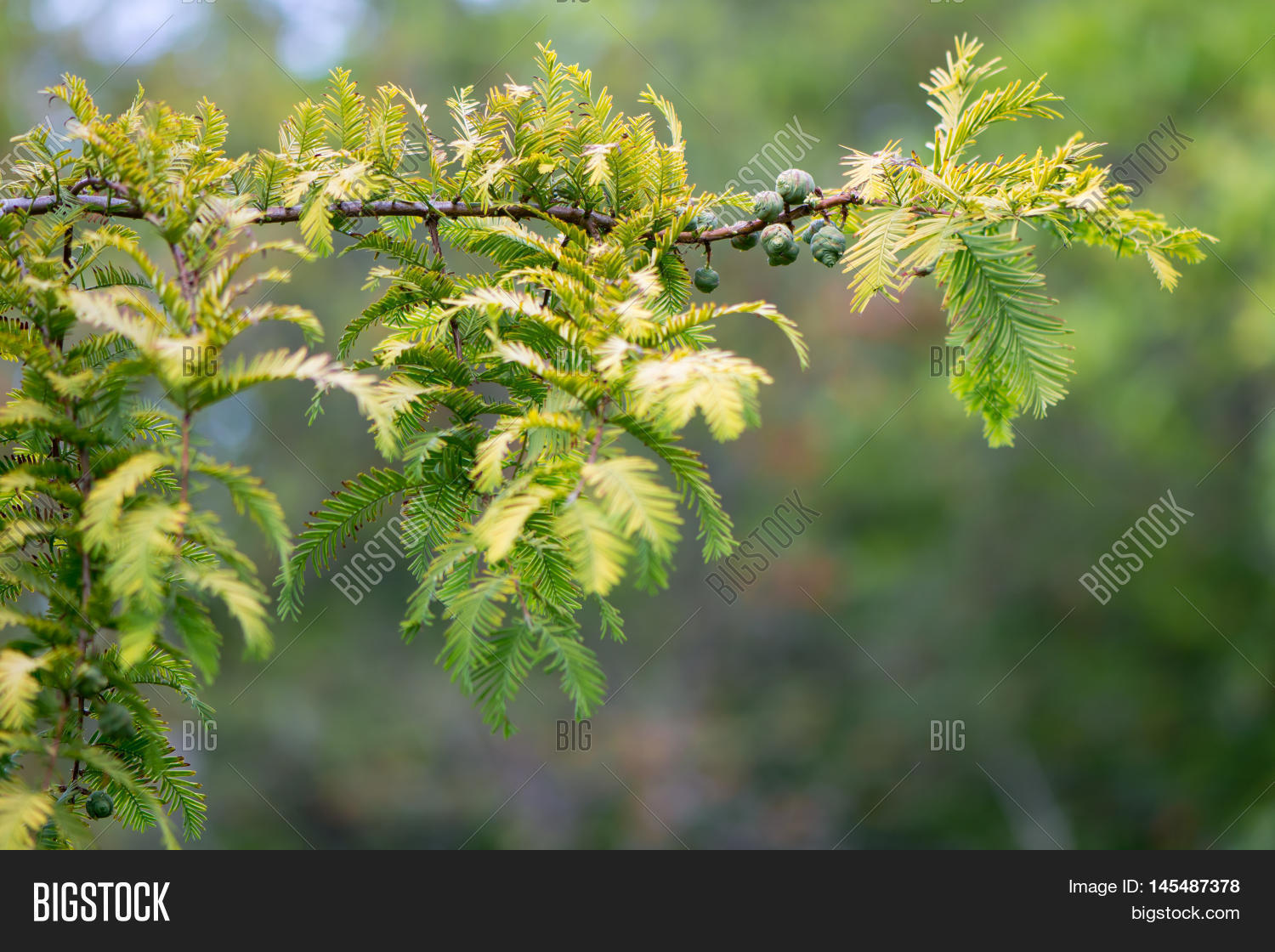 Gold Rush Tree ( Image & Photo (Free Trial) | Bigstock