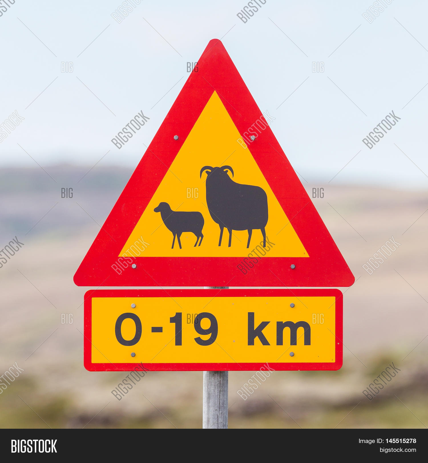 Real Sheep Crossing Image & Photo (Free Trial) | Bigstock