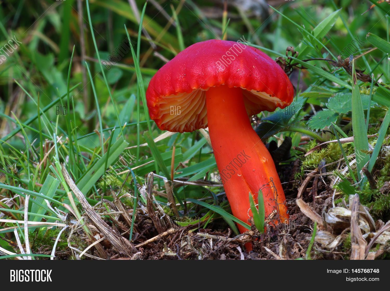 Hygrocybe Coccinea, Image & Photo (Free Trial) | Bigstock