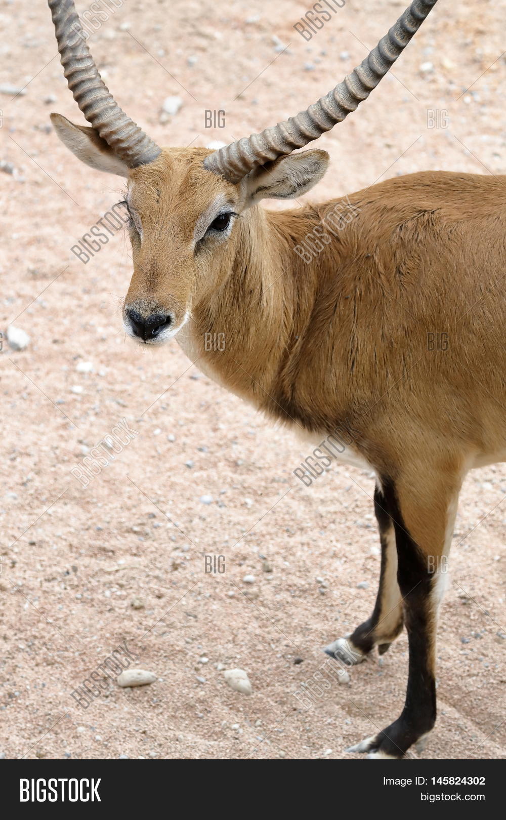 African Antelope Shows Image & Photo (Free Trial) | Bigstock