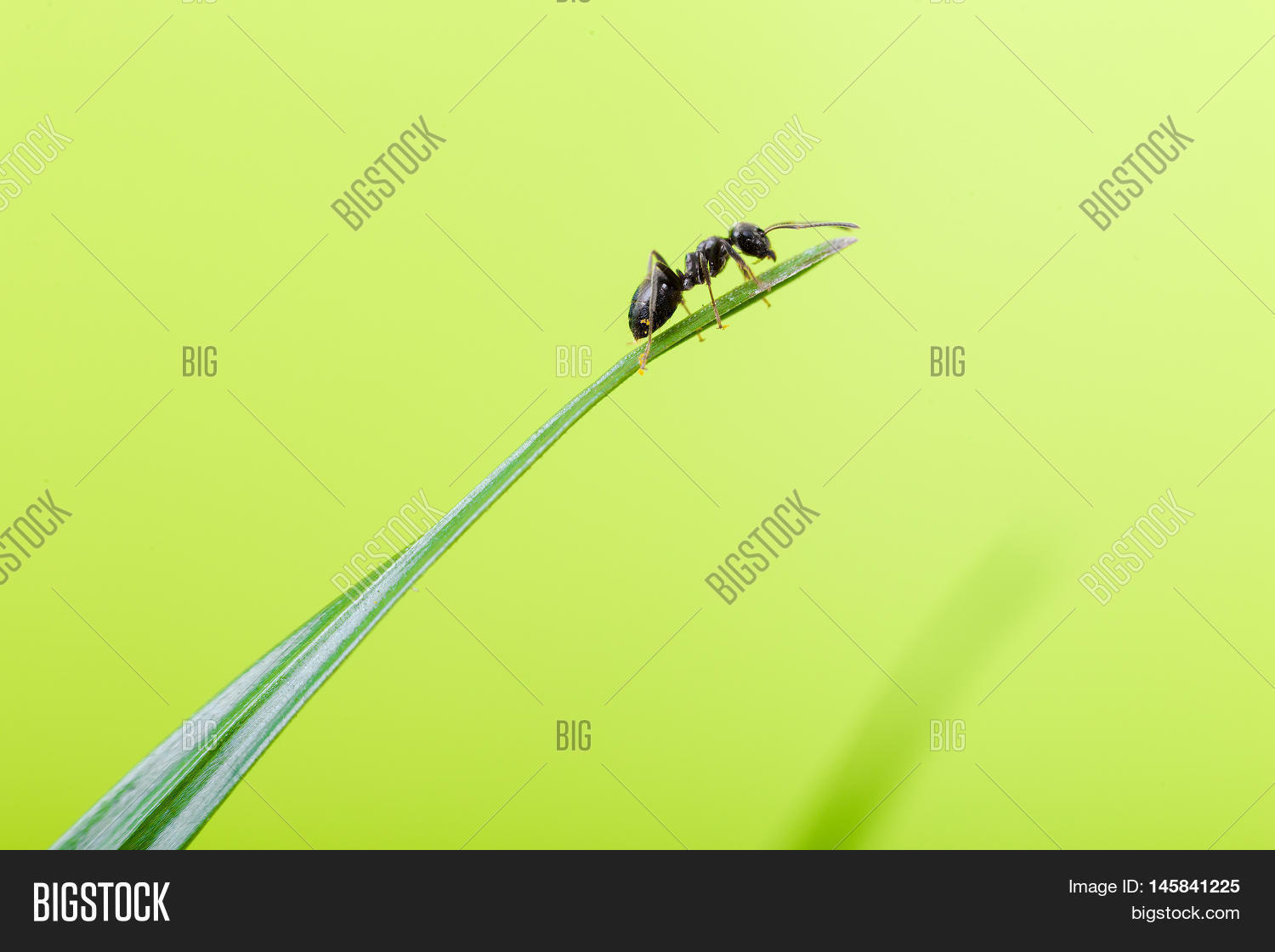 Ant On Blade Grass On Image & Photo (Free Trial) | Bigstock