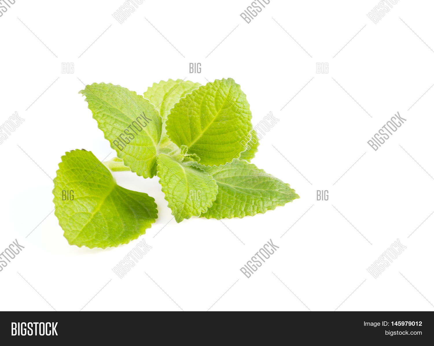 Country Borage,Indian Image & Photo (Free Trial) | Bigstock