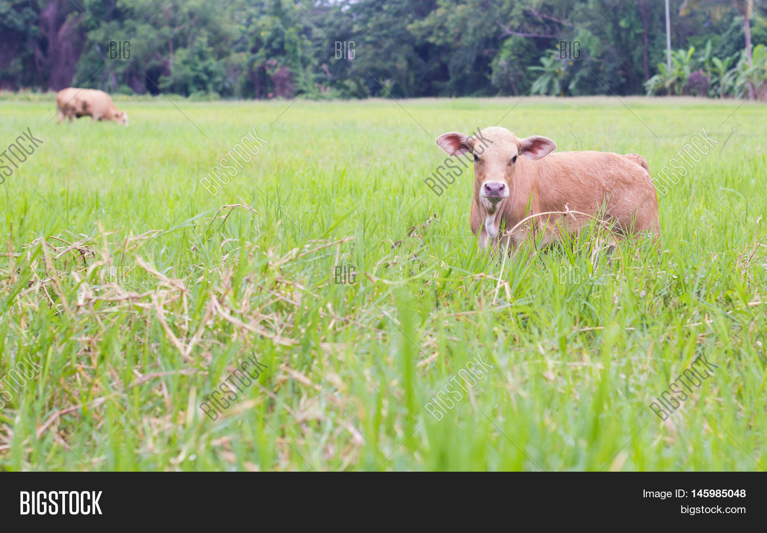 Brown Cow Paddy Field Image & Photo (Free Trial) | Bigstock