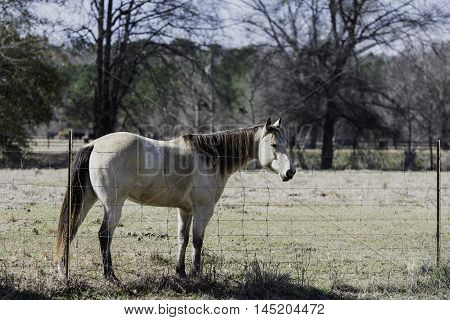 White Horse Dark Mane Image & Photo (Free Trial) | Bigstock