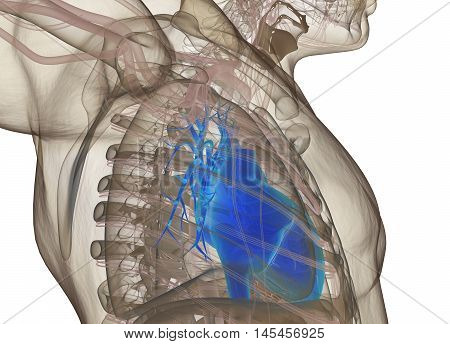 Ribcage Images, Illustrations & Vectors (Free) - Bigstock
