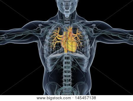 Human Heart. Rib Cage Image & Photo (Free Trial) | Bigstock