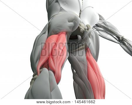Hamstring Muscle Anatomy Images, Illustrations & Vectors (Free) - Bigstock