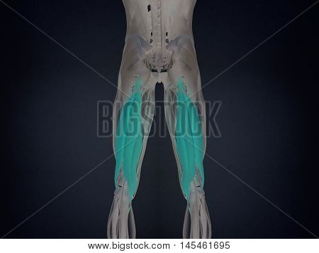 Hamstring Muscle Group Image & Photo (Free Trial) | Bigstock