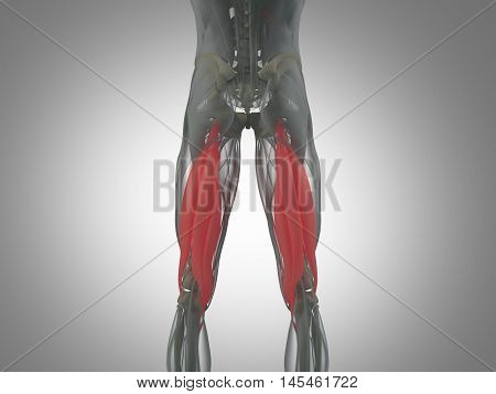 Hamstring Muscle Group Image & Photo (Free Trial) | Bigstock