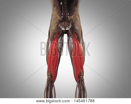 Hamstring Muscle Anatomy Images, Illustrations & Vectors (Free) - Bigstock