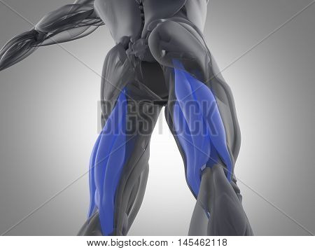 Hamstring Muscle Group Image & Photo (Free Trial) | Bigstock