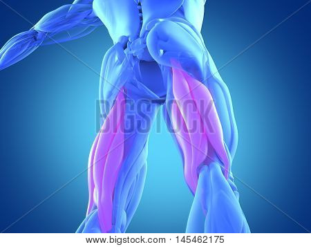 Hamstring Muscle Group Image & Photo (Free Trial) | Bigstock
