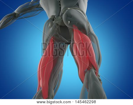 Hamstring Muscle Anatomy Images, Illustrations & Vectors (Free) - Bigstock